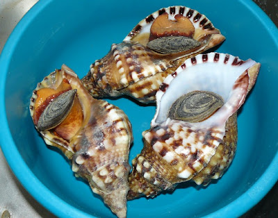 Outras Comidas: Salada de Búzios