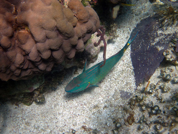 Moving to Mexico: Snorkeling Among a Cornucopia of Colorful Fish at the ...