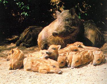 Ryans Korea Project: Korean Animals