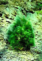 Living Healthy and Feeling Good: Agoho - Ceuthostoma palawanense L.A.S ...