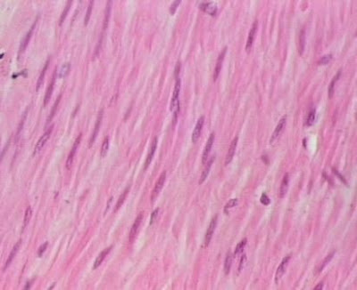 Histology Slides: Smooth Muscle