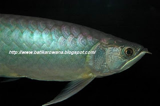 Batik Arowana 图 腾 金 龙: 15" Batik Arowana