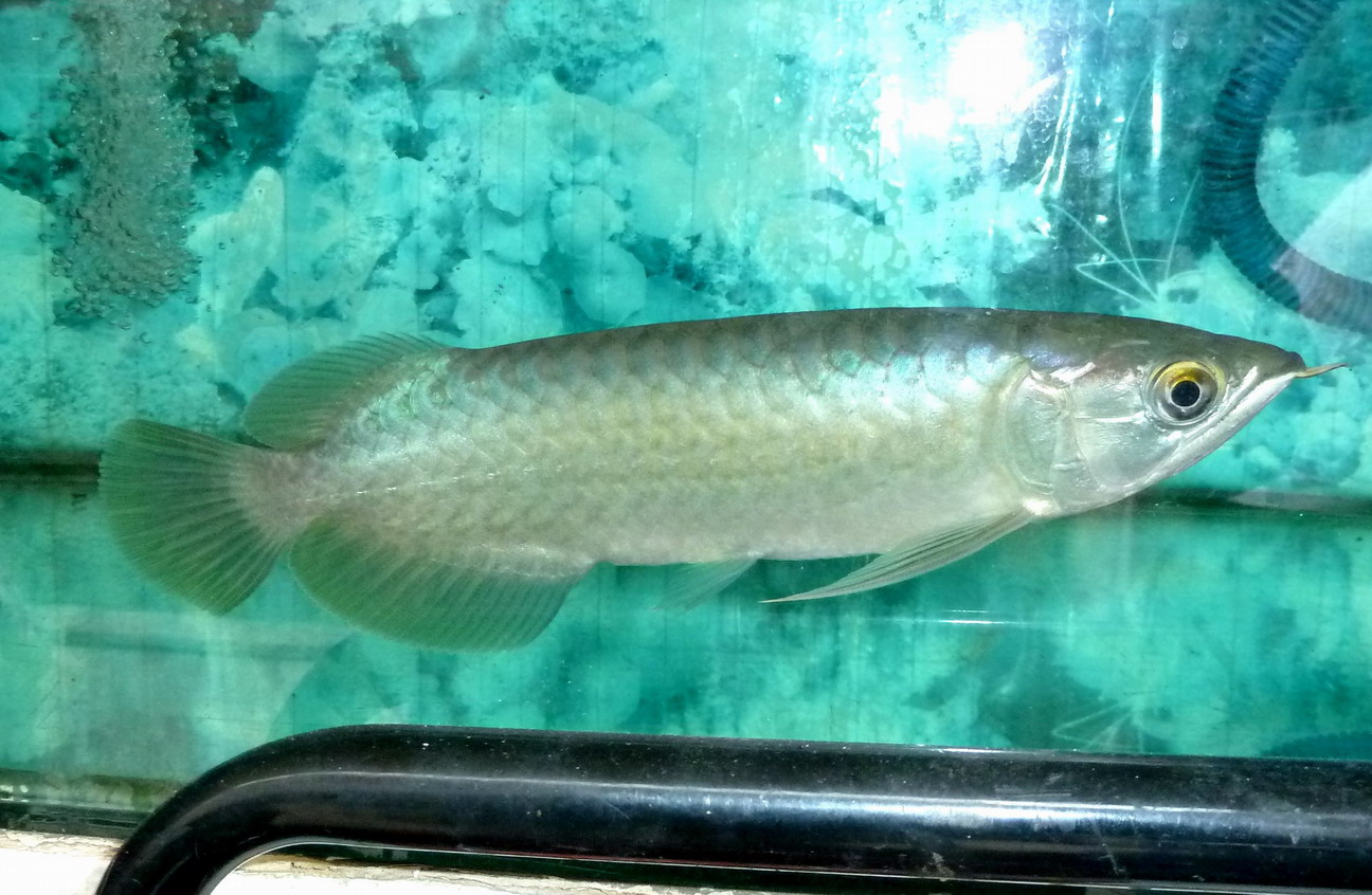 Batik Arowana 图 腾 金 龙: 7 inch baby Batik Arowana