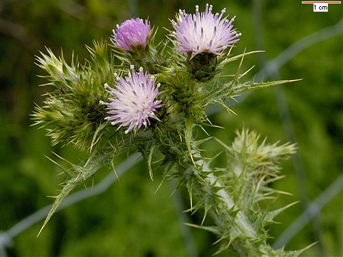 { CARDOS } - Jardineria en el oeste bonaerense