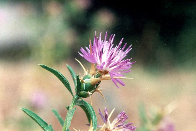 { CARDOS } - Jardineria en el oeste bonaerense