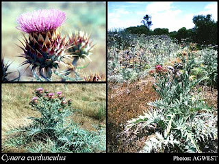 { CARDOS } - Jardineria en el oeste bonaerense