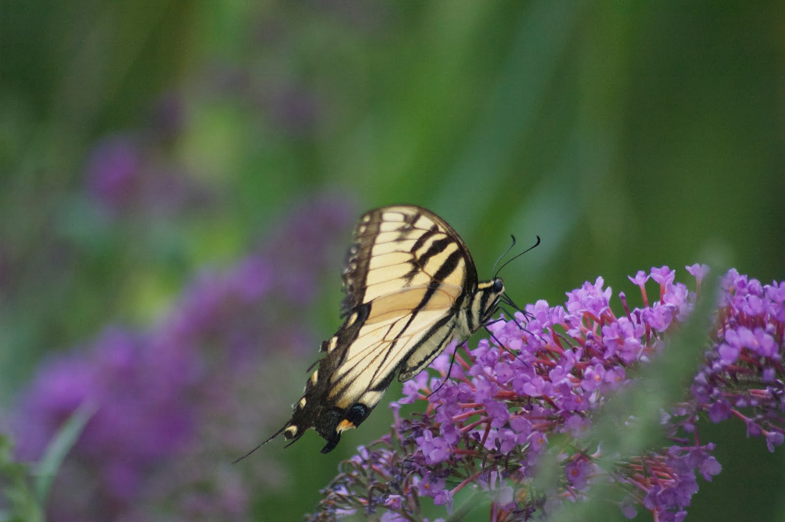 From Lens to Lens: July 2010