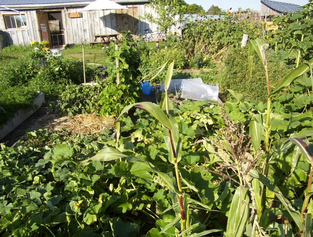 Biointensive Gardening