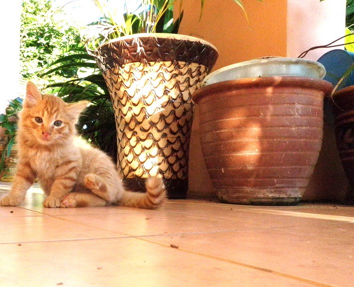 ! RABBIT IN THE WEB !: Kucing atau Arnab???