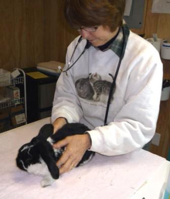 ! RABBIT IN THE WEB !: The Truth of Rabbit Care Part 2