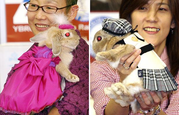 ! RABBIT IN THE WEB !: Life of Rabbits (that you don't know)