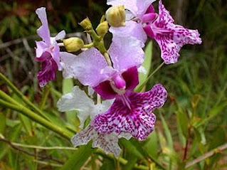 TAMAN BUNGA ANGGREK: KLASIFIKASI DAN BUDIDAYA ANGGREK