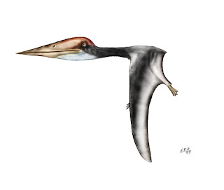 Discover Animal History: Zhejiangopterus