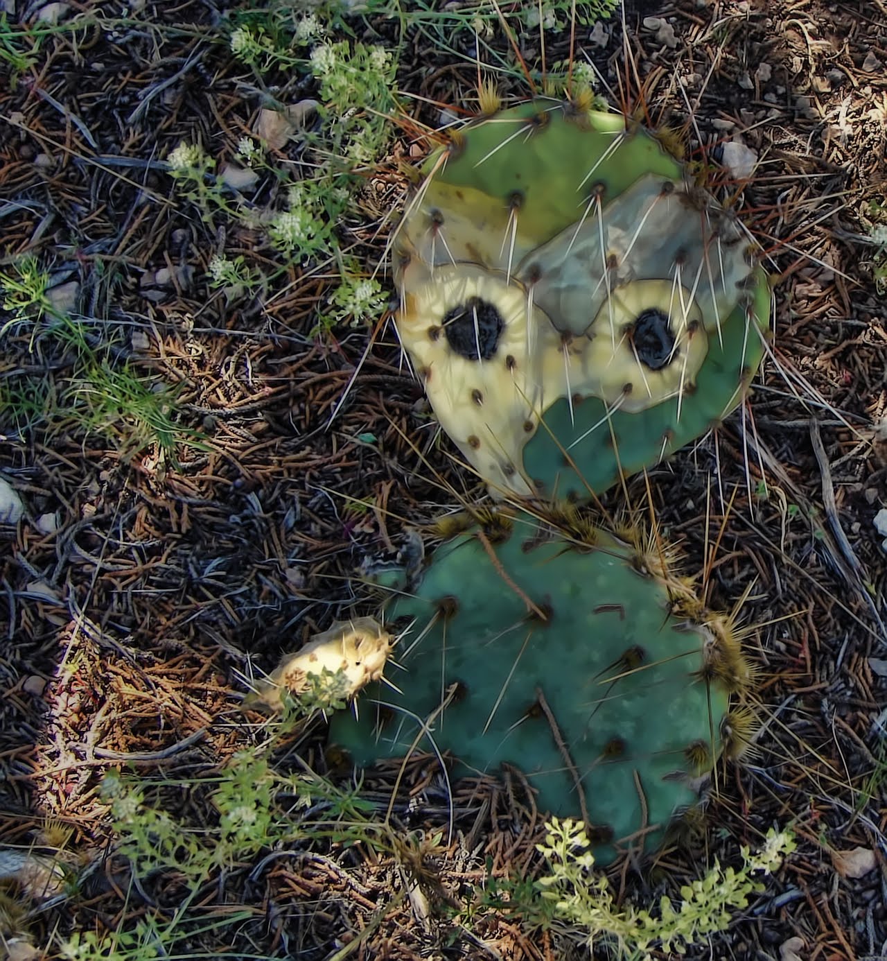Robert M. Lantry's Photo Art: Prologue to: "Invasion of the Cacti ...