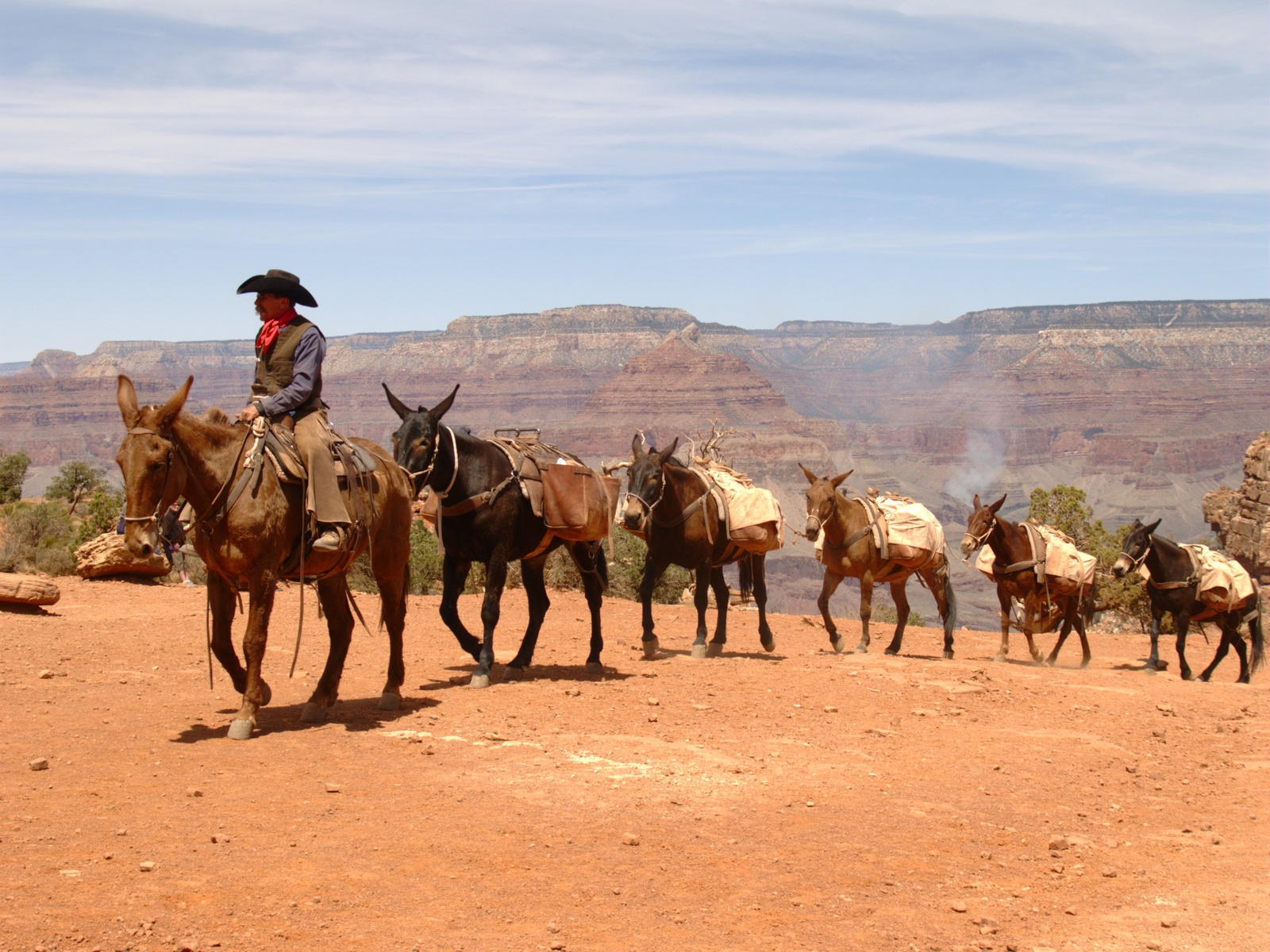 Ride it like you stole it, fat boy: Mule train