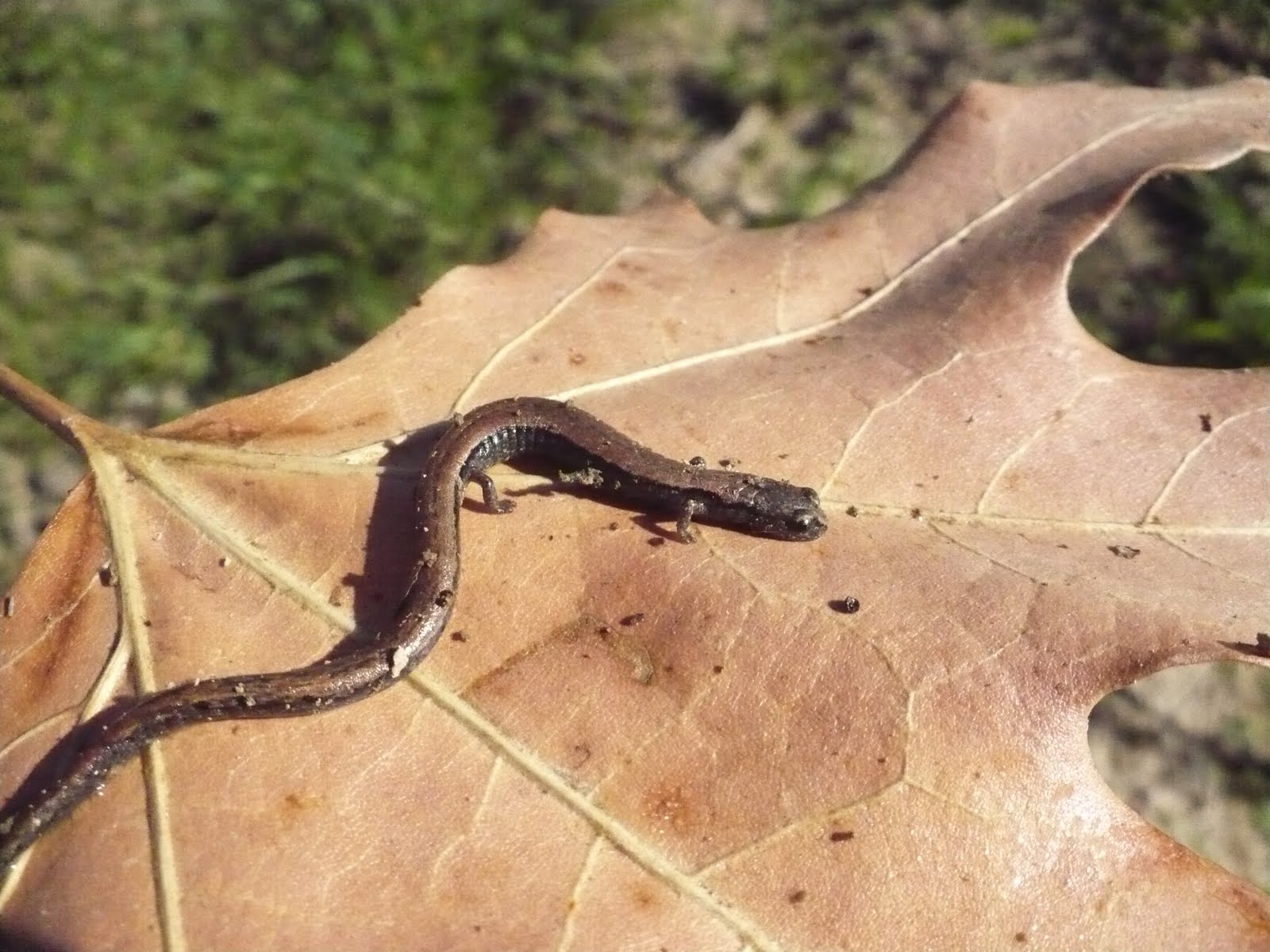 Puente Hills Nature: Microfauna