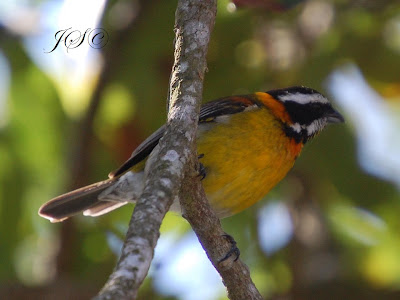 Puerto Rico Birding: Reina Mora