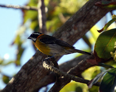 Puerto Rico Birding: Reina Mora De Puerto Rico/Spindalis portoricensis