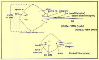 Mengenal Jenis-Jenis Ikan Pari (Rays)