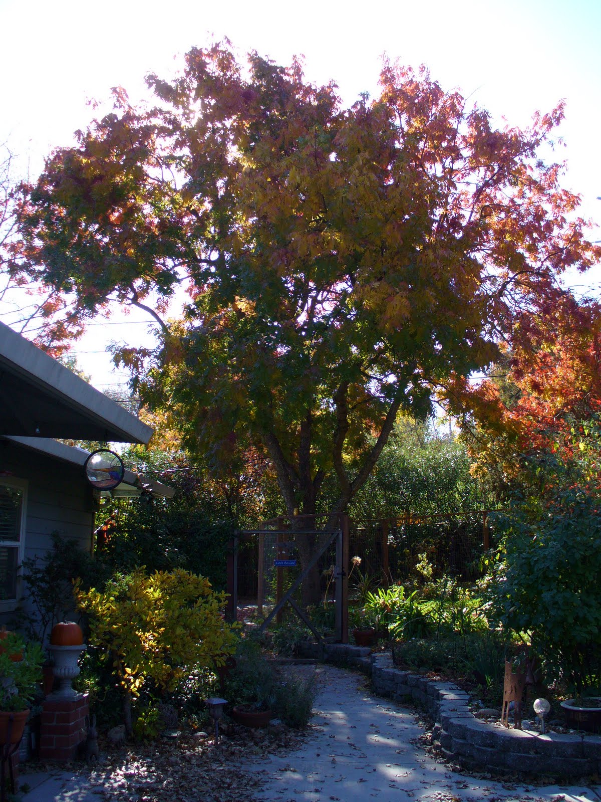 Tree Diaries: Chinese Pistache (Pistacia Chinensis)