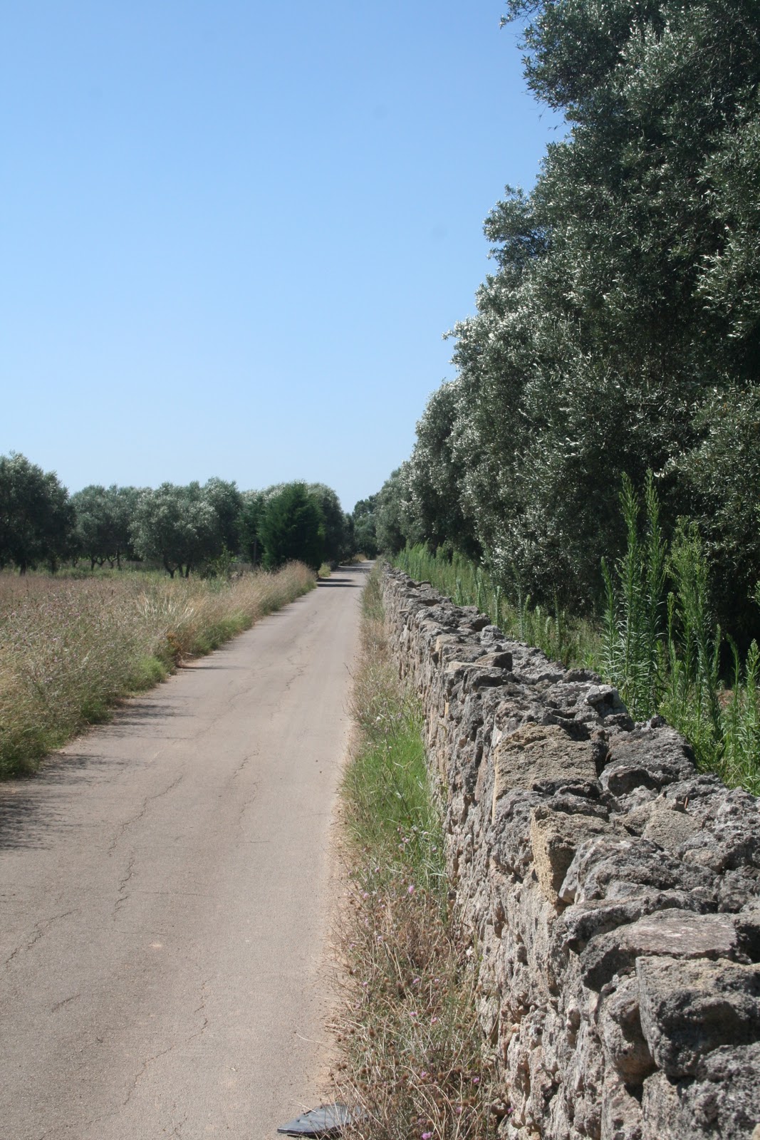 Villa San Vincenzo: James Gallimore - Pictures of the Garden