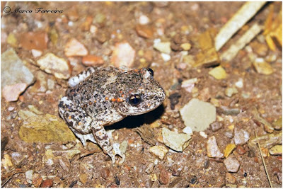 Répteis e Anfíbios: Sapo Parteiro (Alytes abstetricans)