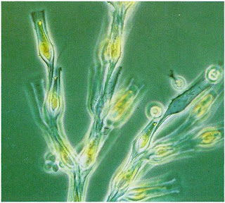 Uji Jamur & Alga | BIOLOGIPEDIA