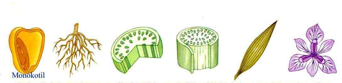 Monocotyledon | BIOLOGIPEDIA