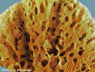 Demospongiae | BIOLOGIPEDIA