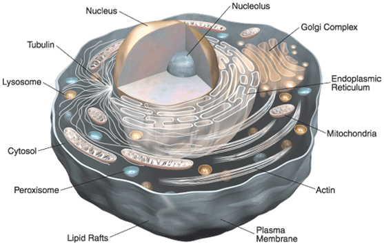 Organel Sel | BIOLOGIPEDIA