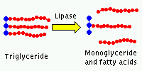 Enzim Lipase | BIOLOGIPEDIA