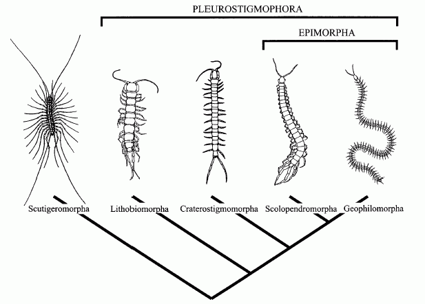 Chilopoda | BIOLOGIPEDIA