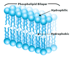 Fosfolipid | BIOLOGIPEDIA