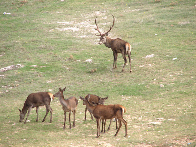 ΦΩΤΟ-ΦΥΣΗ: Ελάφι - Red Deer (Cervus elaphus)