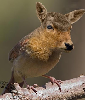 Funny Images, Videos & Comics: Crazy & Funny Animal Faces