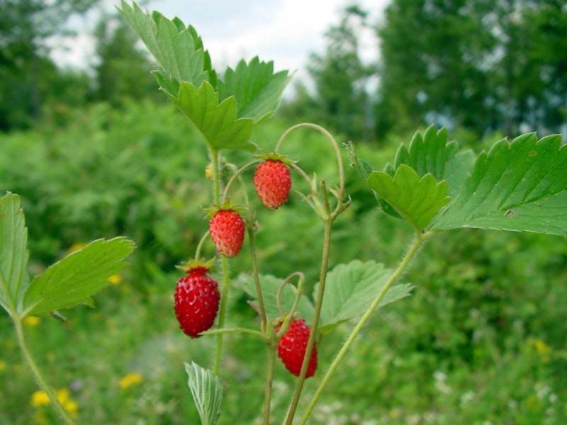 Güzel Ada: Çilek Hakkında Bilgiler