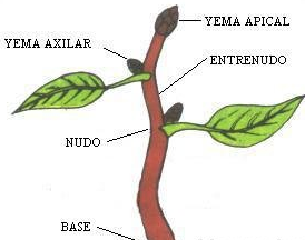 Opiniones de Yema axilar