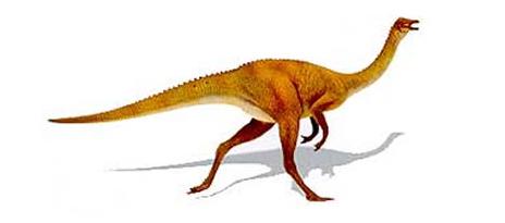 seychelles: GALLIMIMO