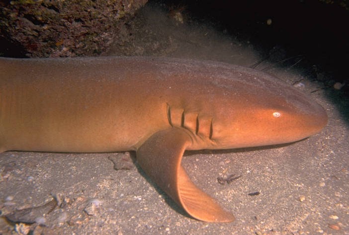 seychelles: TIBURON GATO