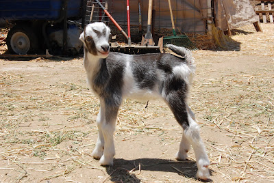 Dingle Berries Farms