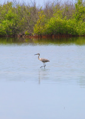 ANIMALES DEL LLANO: TALLER TRES