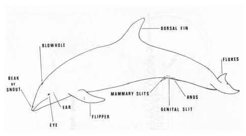 Marine Life: Body parts of whales