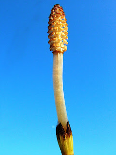 SLIKE IZ MOSTARSKE FLORE: Equisetum arvense L. Poljska preslica