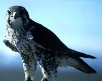 desierto de sonora: HALCON