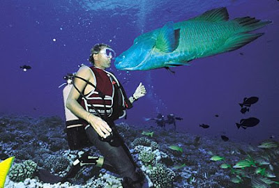 ~~ The World ~~: Scuba Diving-Explore The Hidden World Beneath The ...