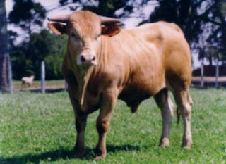 Blog do Agronegócio / Blog Of Agribusiness: Gado Caracu