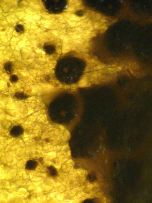 ESTUDOS EM DOENÇAS DE PLANTAS - IFGoiano - Campus Urutaí: “ASPECTOS ...