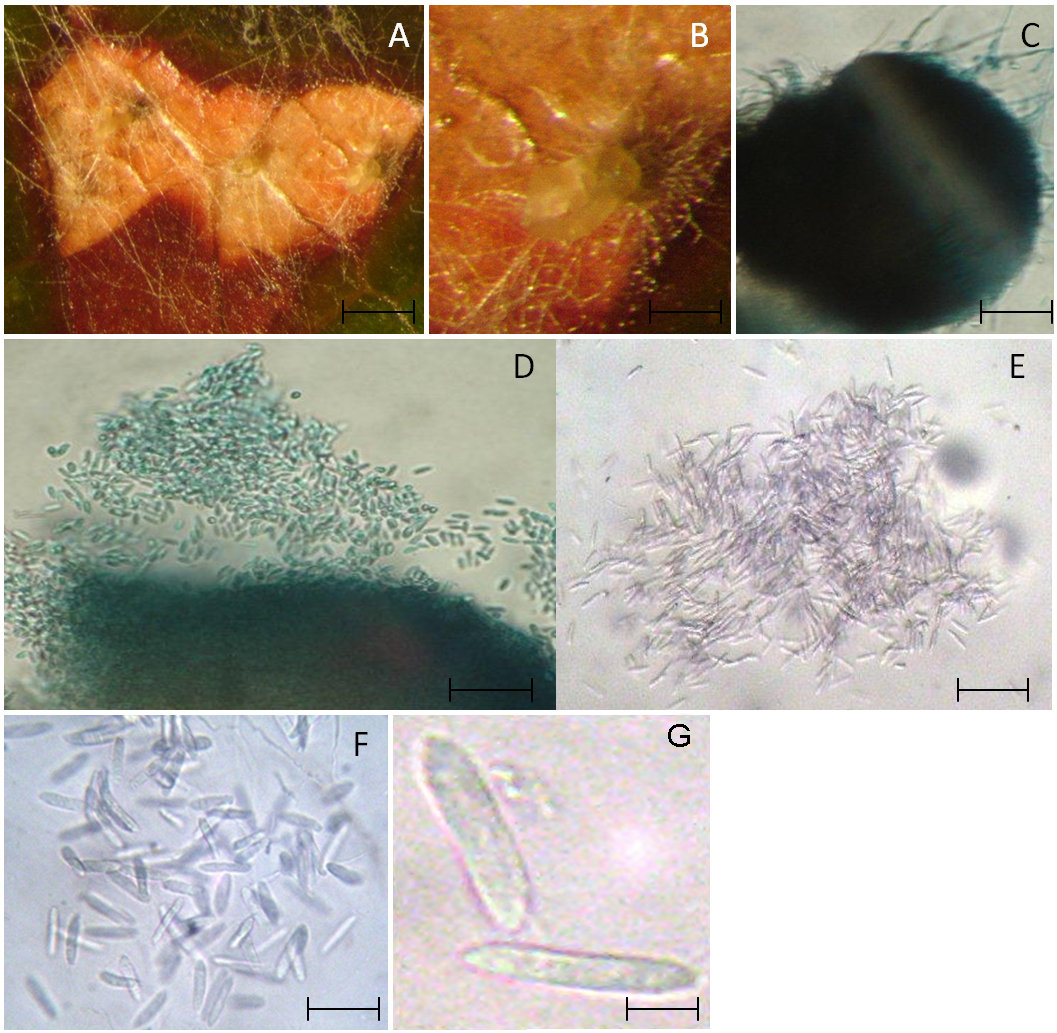 ESTUDOS EM DOENÇAS DE PLANTAS - IFGoiano - Campus Urutaí: ASPÉCTOS ...