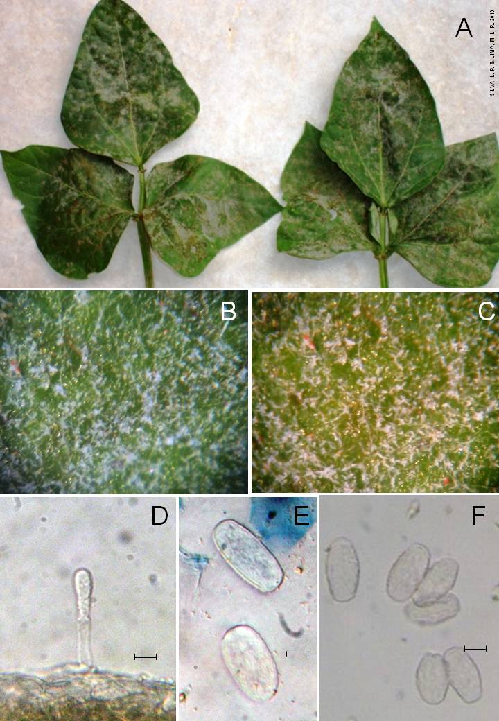 ESTUDOS EM DOENÇAS DE PLANTAS - IFGoiano - Campus Urutaí: Oídio (Oidium ...