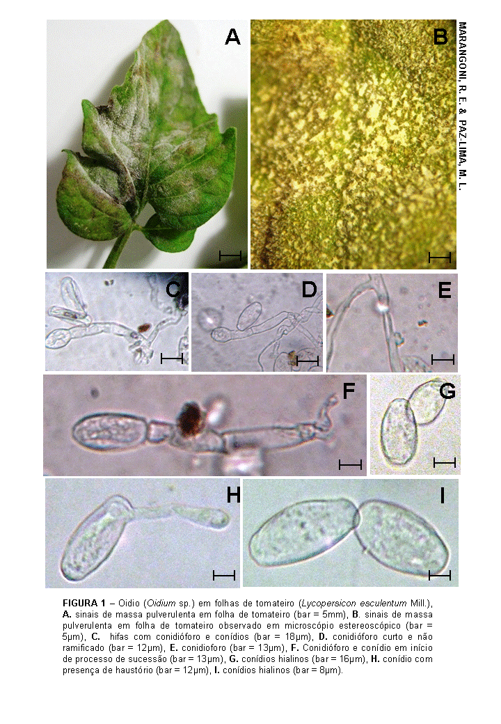 ESTUDOS EM DOENÇAS DE PLANTAS - IFGoiano - Campus Urutaí: Oídio (Oidium ...